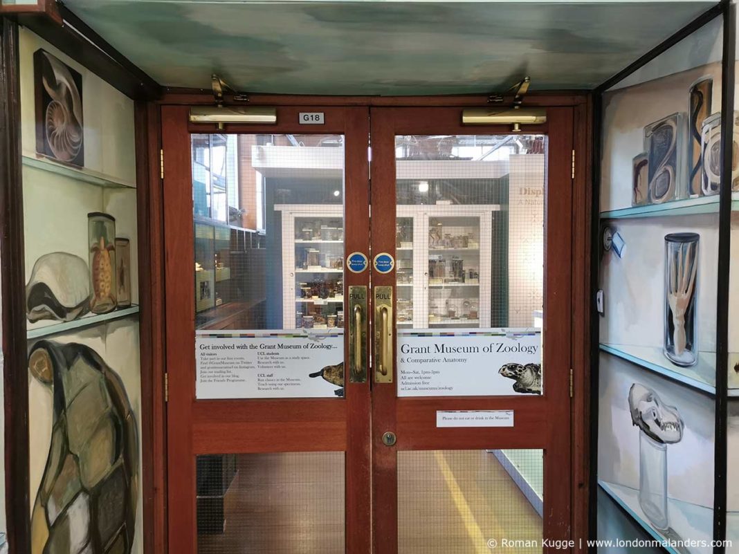 Kurios – das „Grant Museum of Zoology“ in London | London mal anders